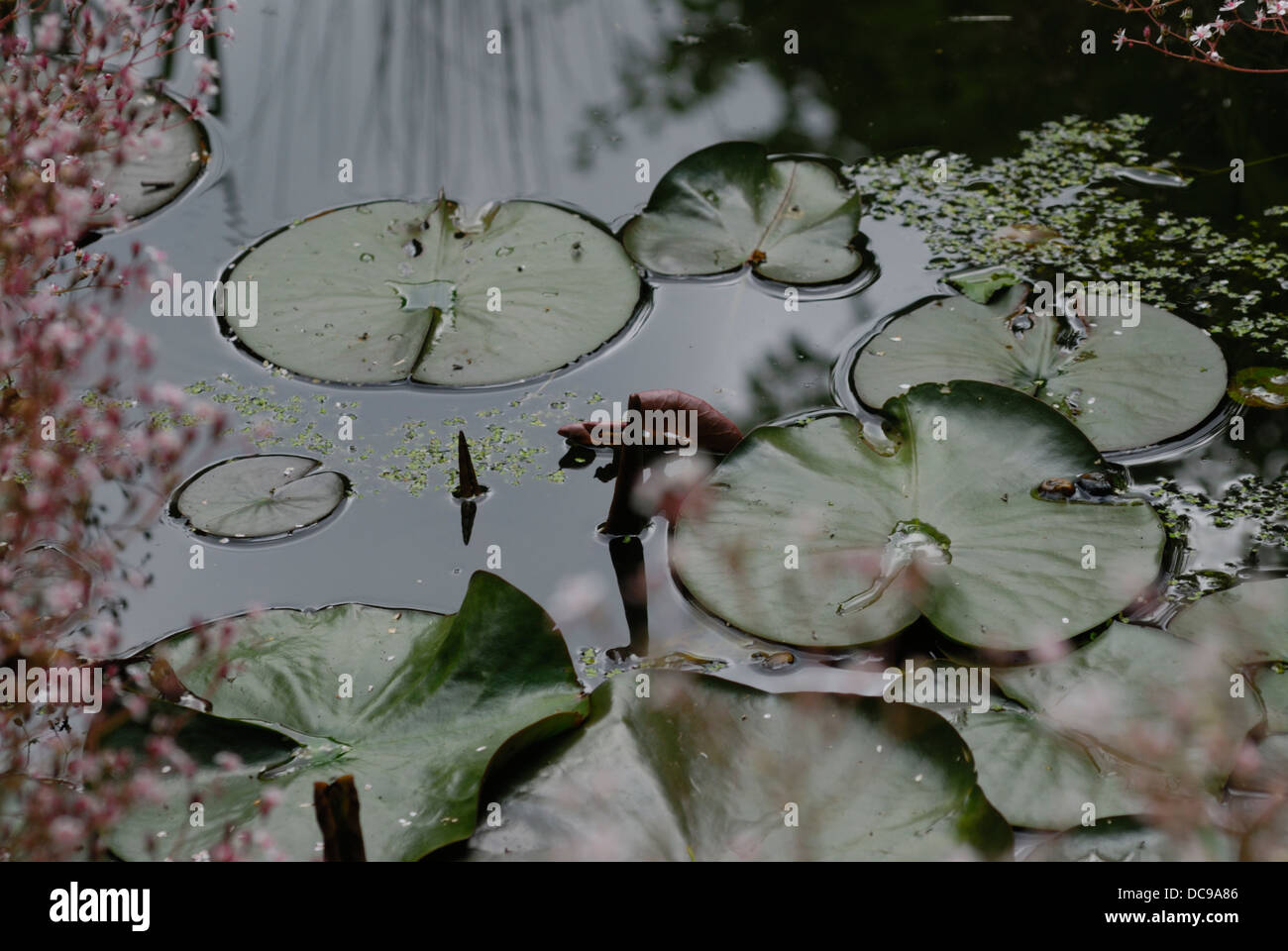A small and well stocked garden pond Stock Photo - Alamy