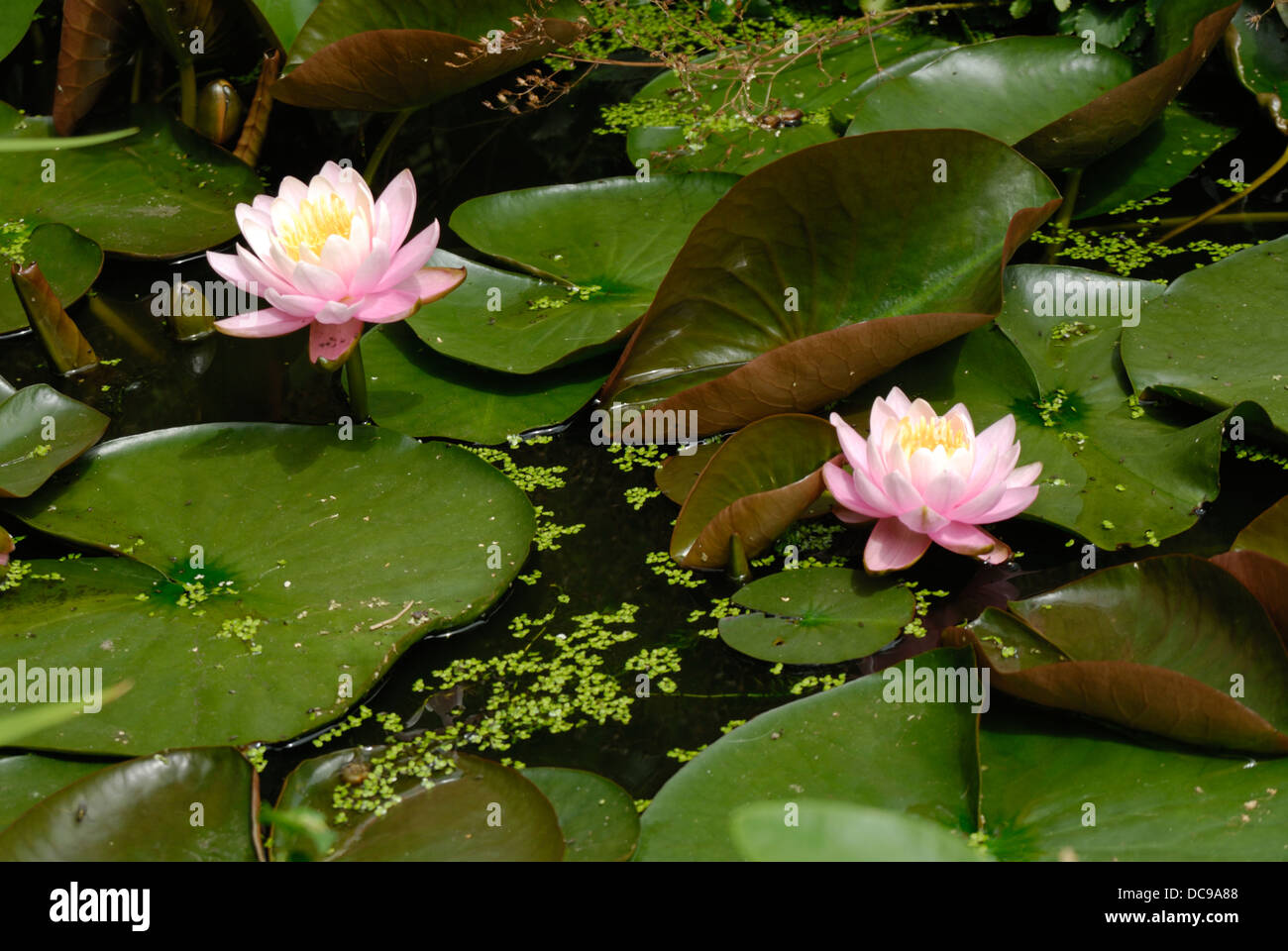 A small and well stocked garden pond Stock Photo - Alamy