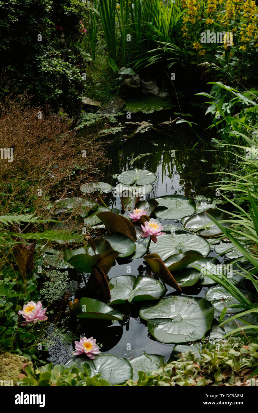 A small and well stocked garden pond Stock Photo - Alamy