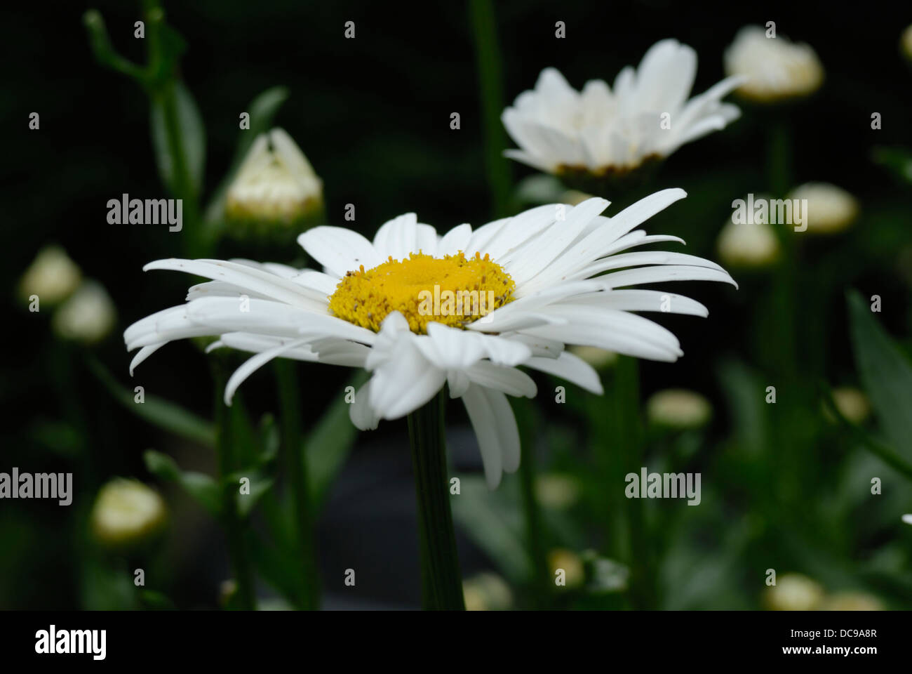 Large Daisies in natural surroundings Stock Photo - Alamy