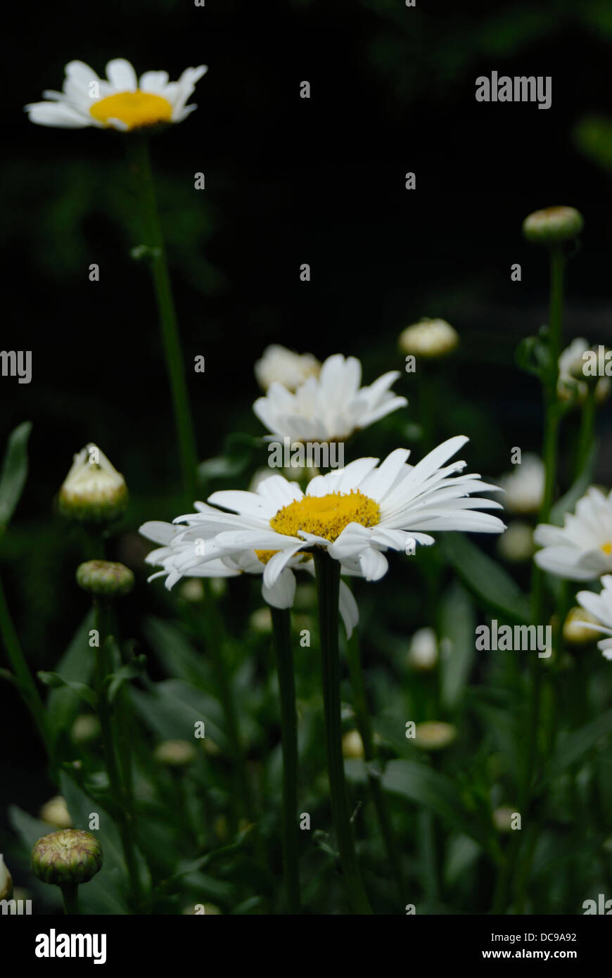 Large Daisies in natural surroundings Stock Photo - Alamy