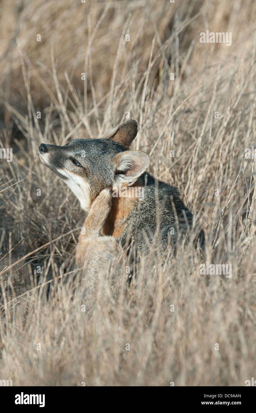 Santa Cruz Island Fox (Urocyon littoralis) WILD, Endemic to California ...