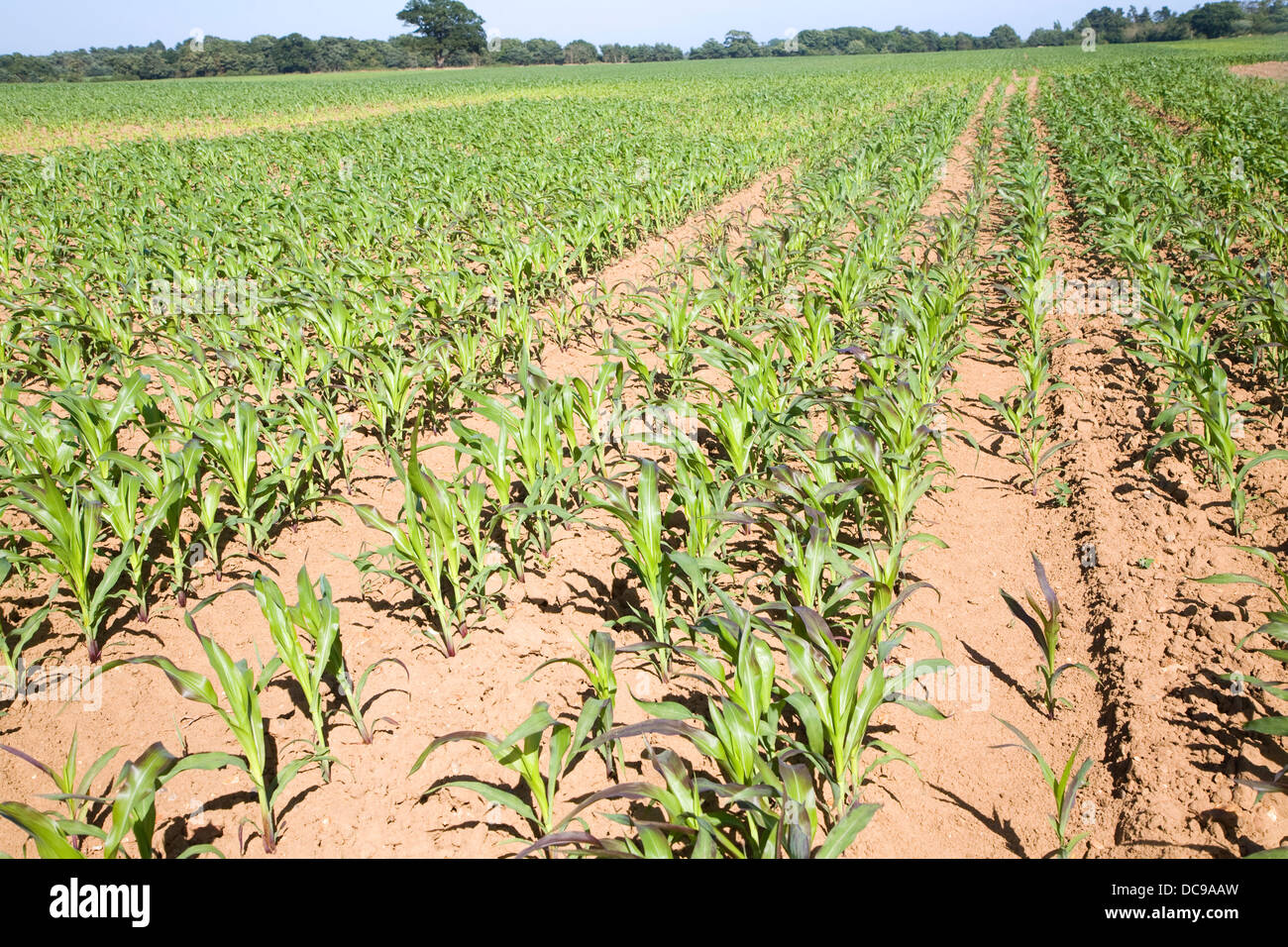 Crop sweet corn maize growing field Shottisham, Suffolk, England Stock ...