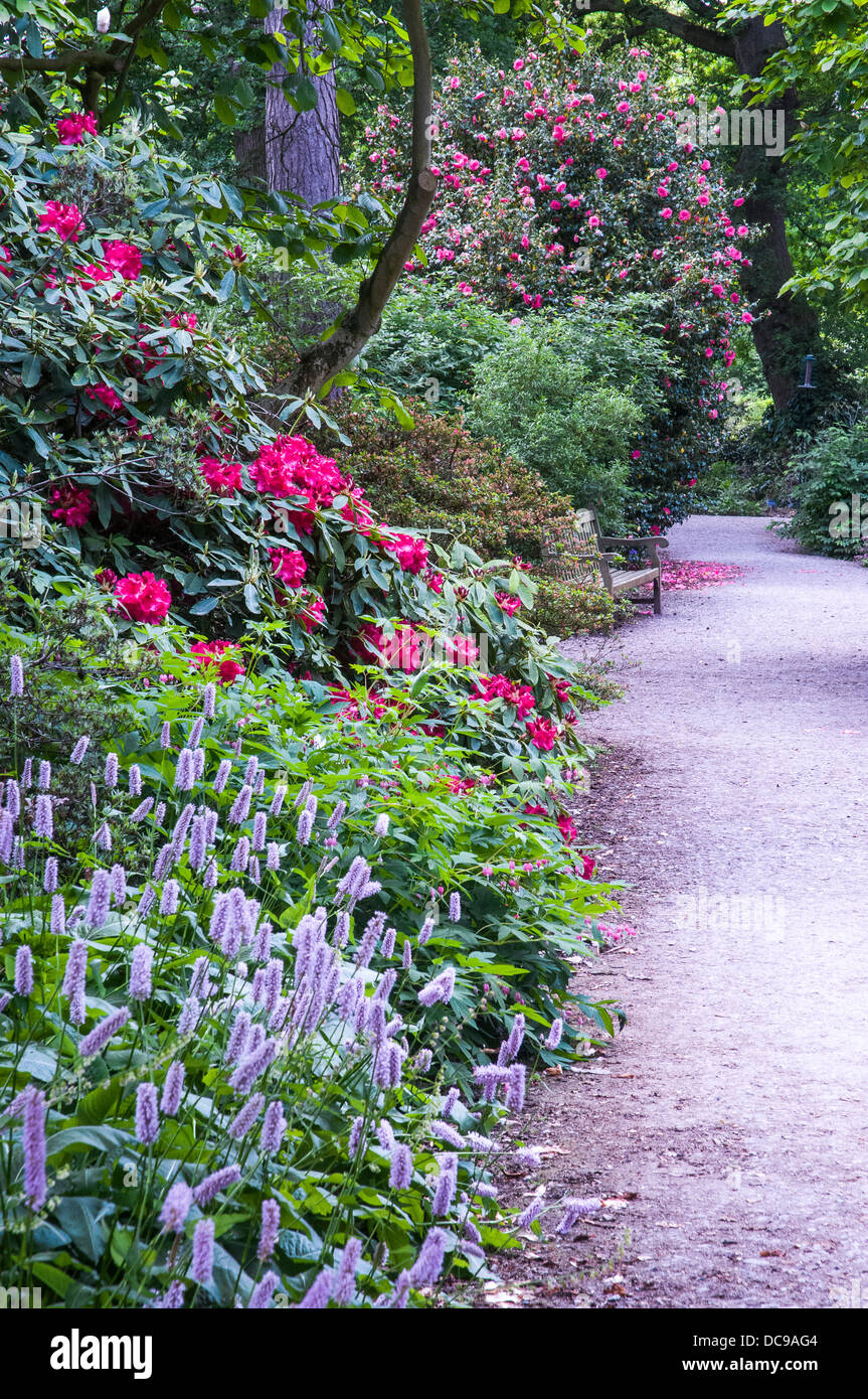 Spring borders with rhododendrons Stock Photo - Alamy