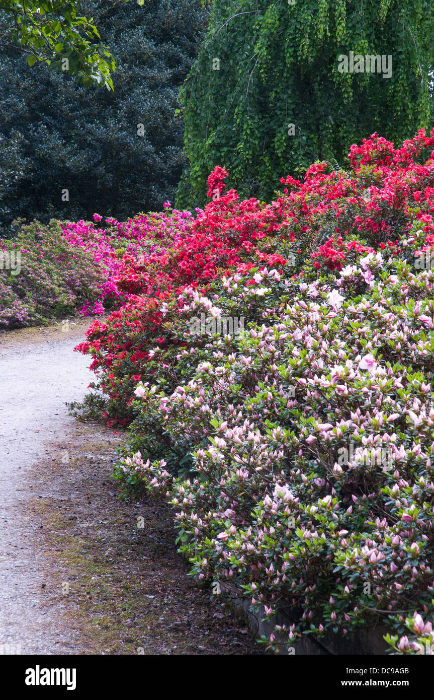 Spring borders with rhododendrons Stock Photo - Alamy