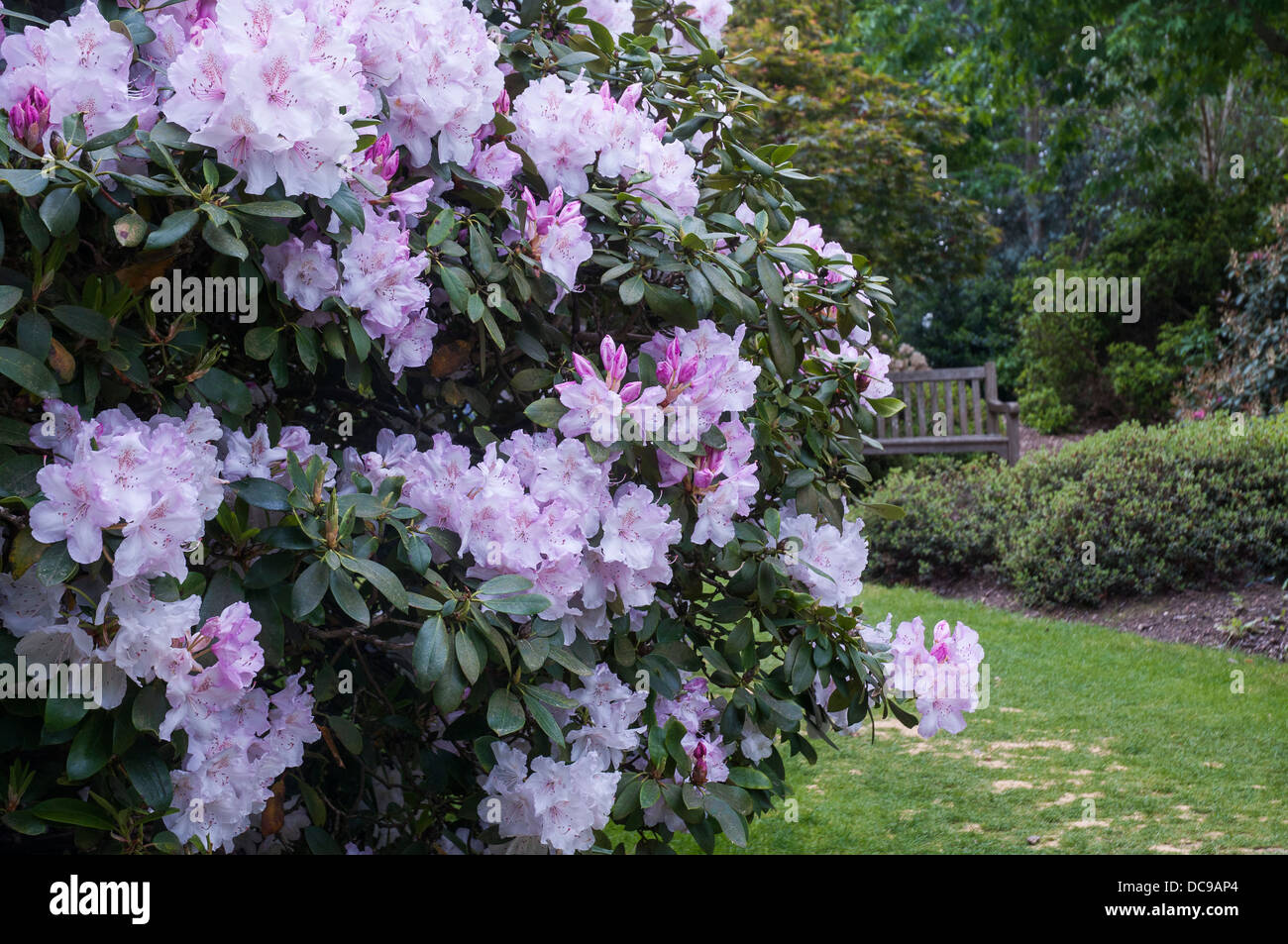 Spring borders with rhododendrons Stock Photo - Alamy