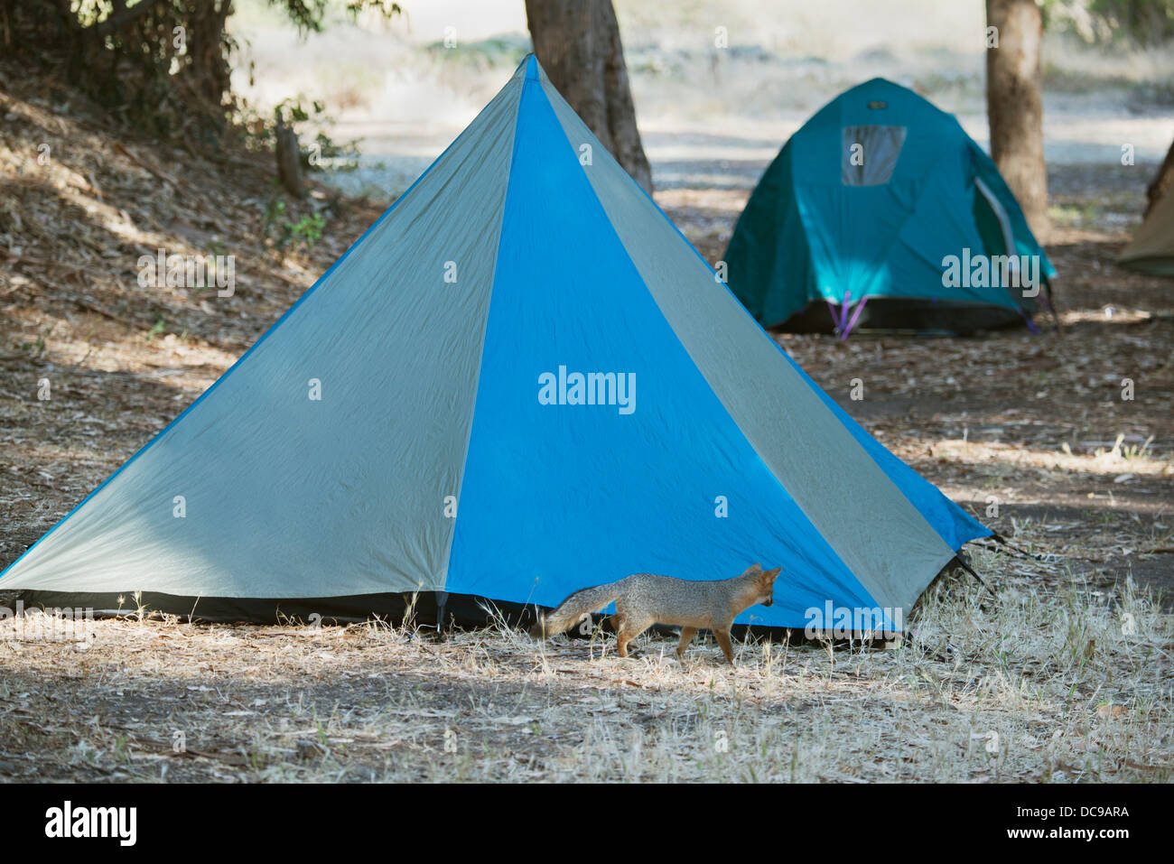 Santa Cruz Island Fox (Urocyon littoralis) WILD, Scavenging in ...