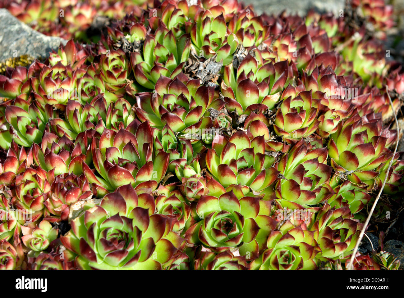 Colourful Sempervivum or house leeks growing well within a Scottish ...