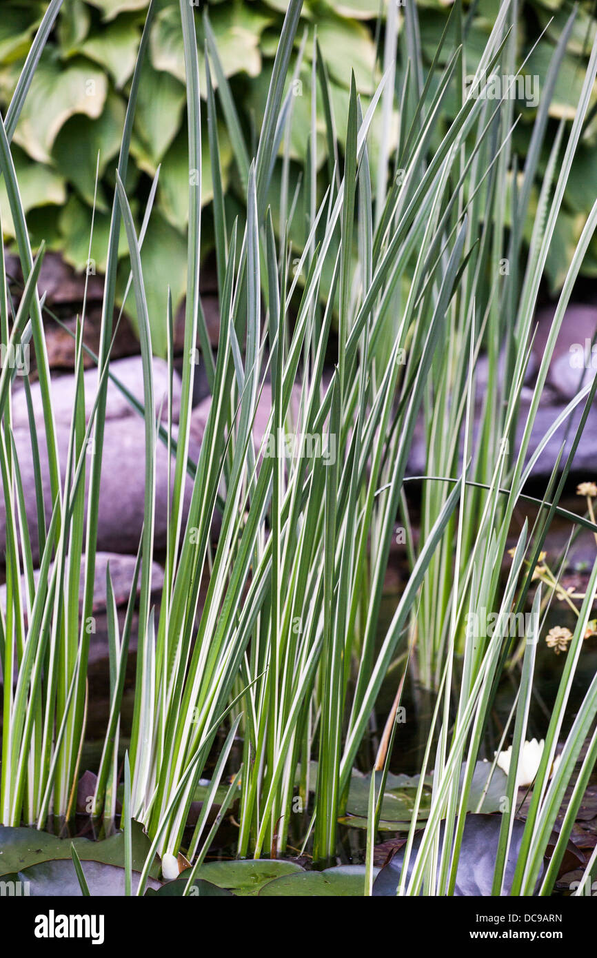 Pond with `Acorus calamus` Stock Photo - Alamy
