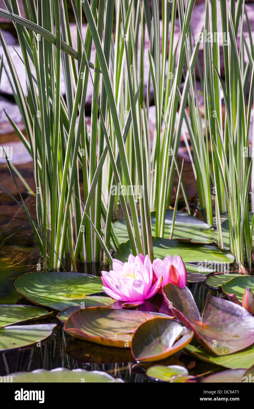 Pond with `Acorus calamus` Stock Photo - Alamy