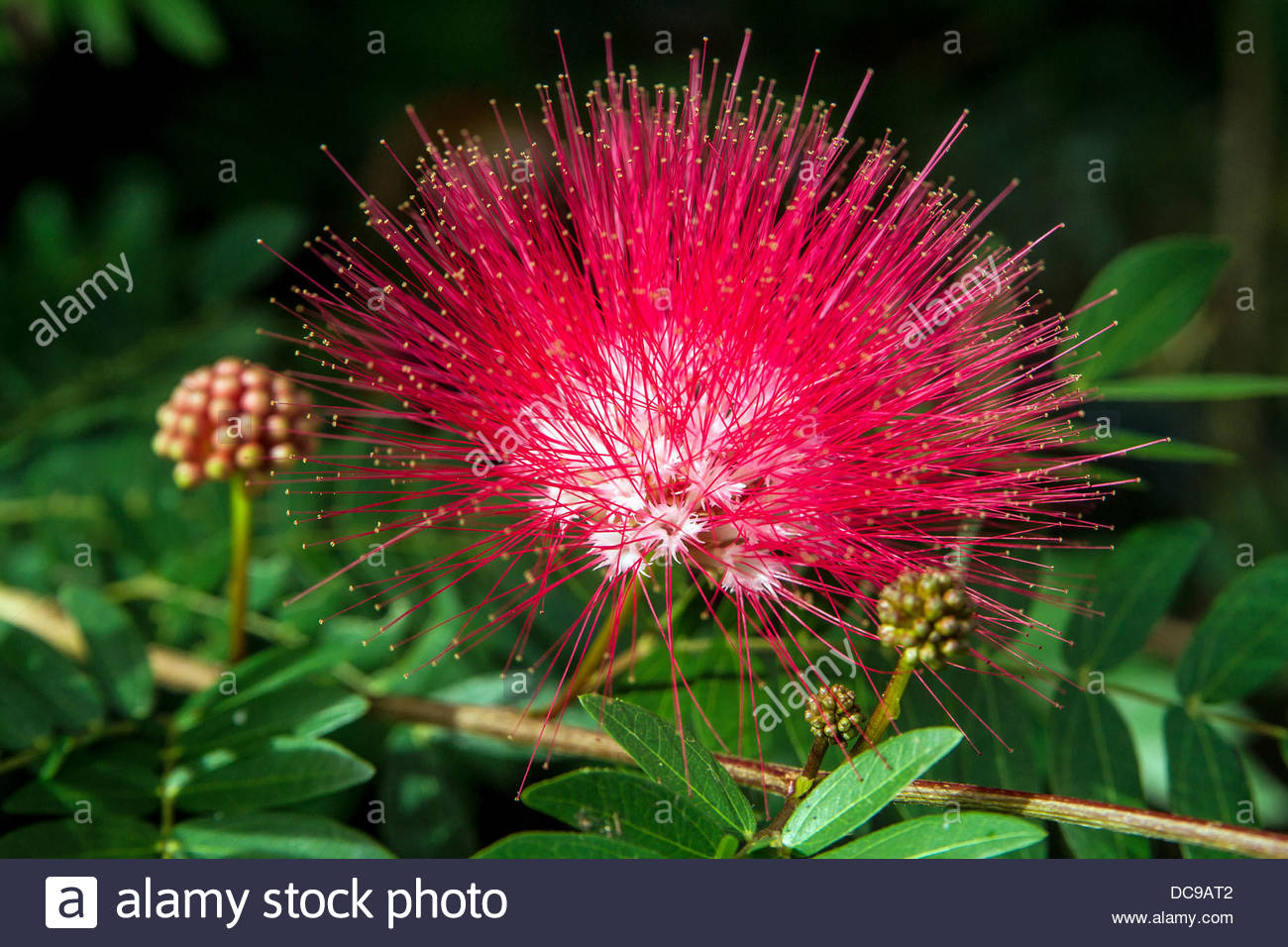 Silk Tree Stock Photos & Silk Tree Stock Images - Alamy