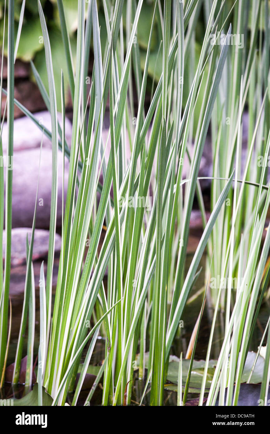 Pond border hi-res stock photography and images - Alamy