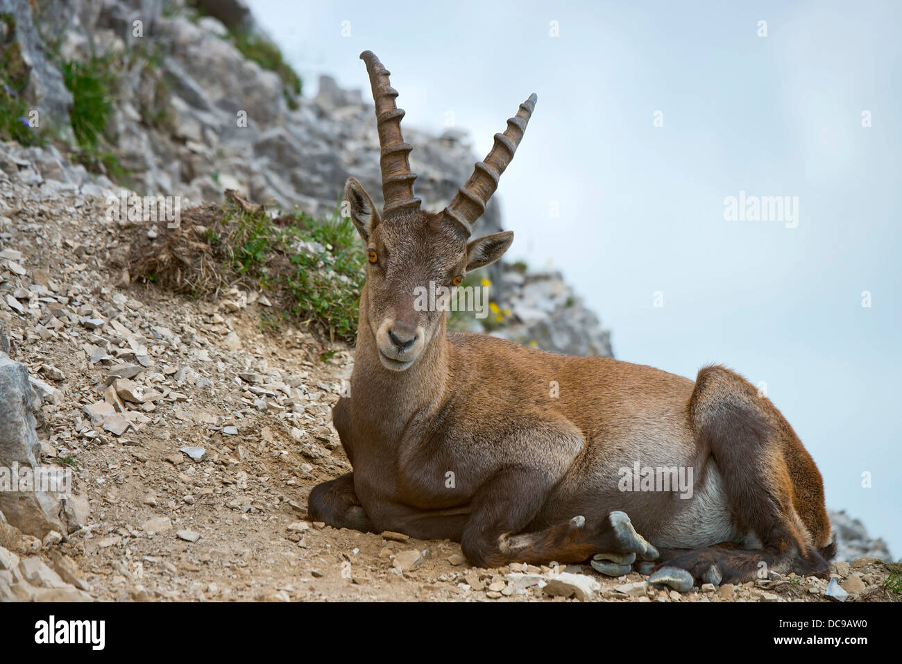 Ibex eye hi-res stock photography and images - Alamy