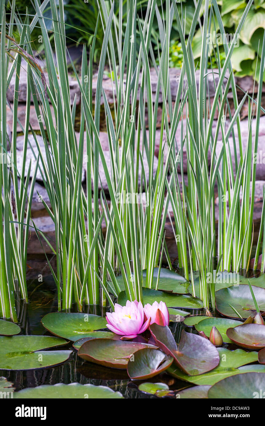 Pond with `Acorus calamus` Stock Photo - Alamy