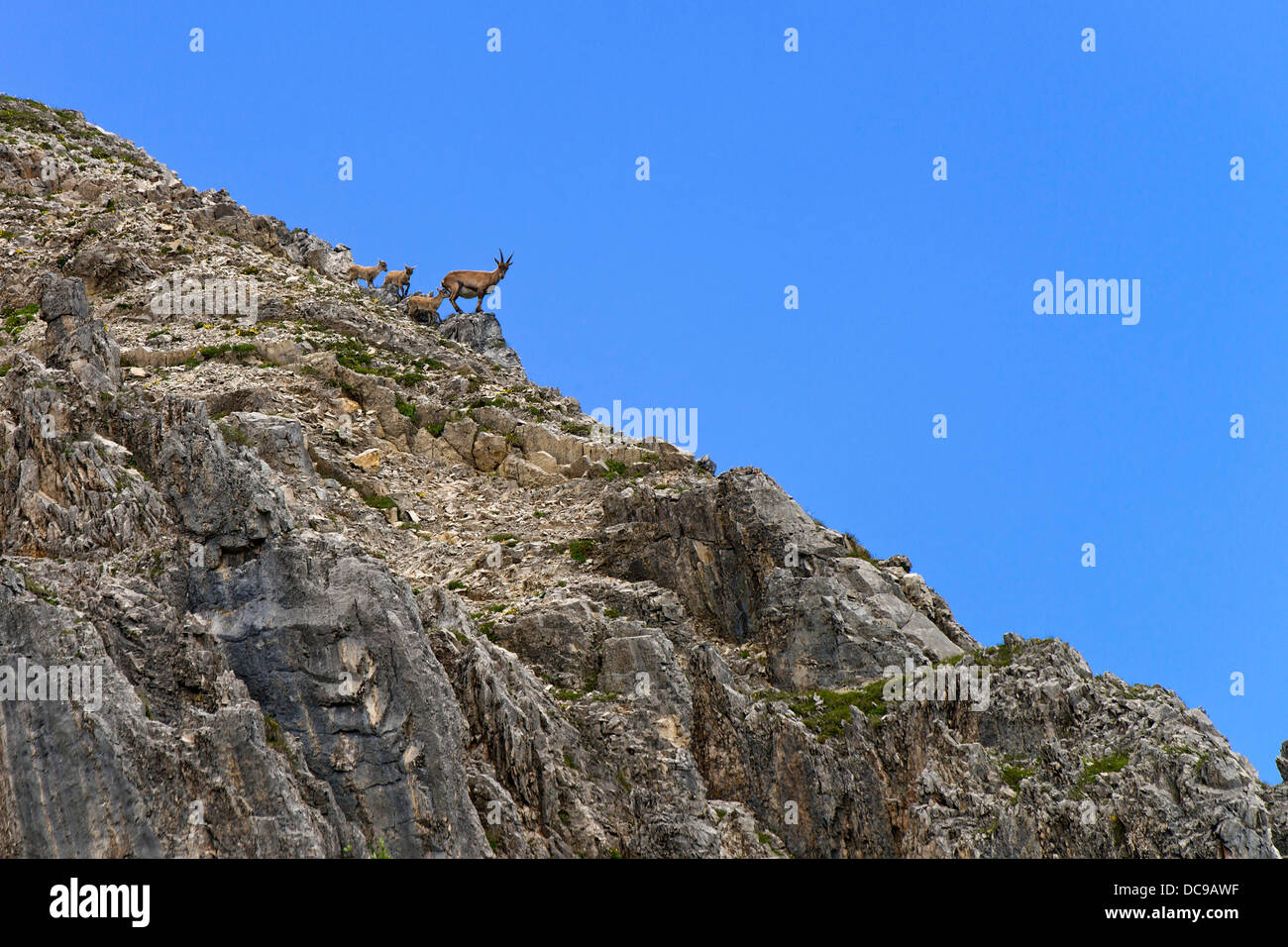 Steinbock capra steinbock hi-res stock photography and images - Alamy