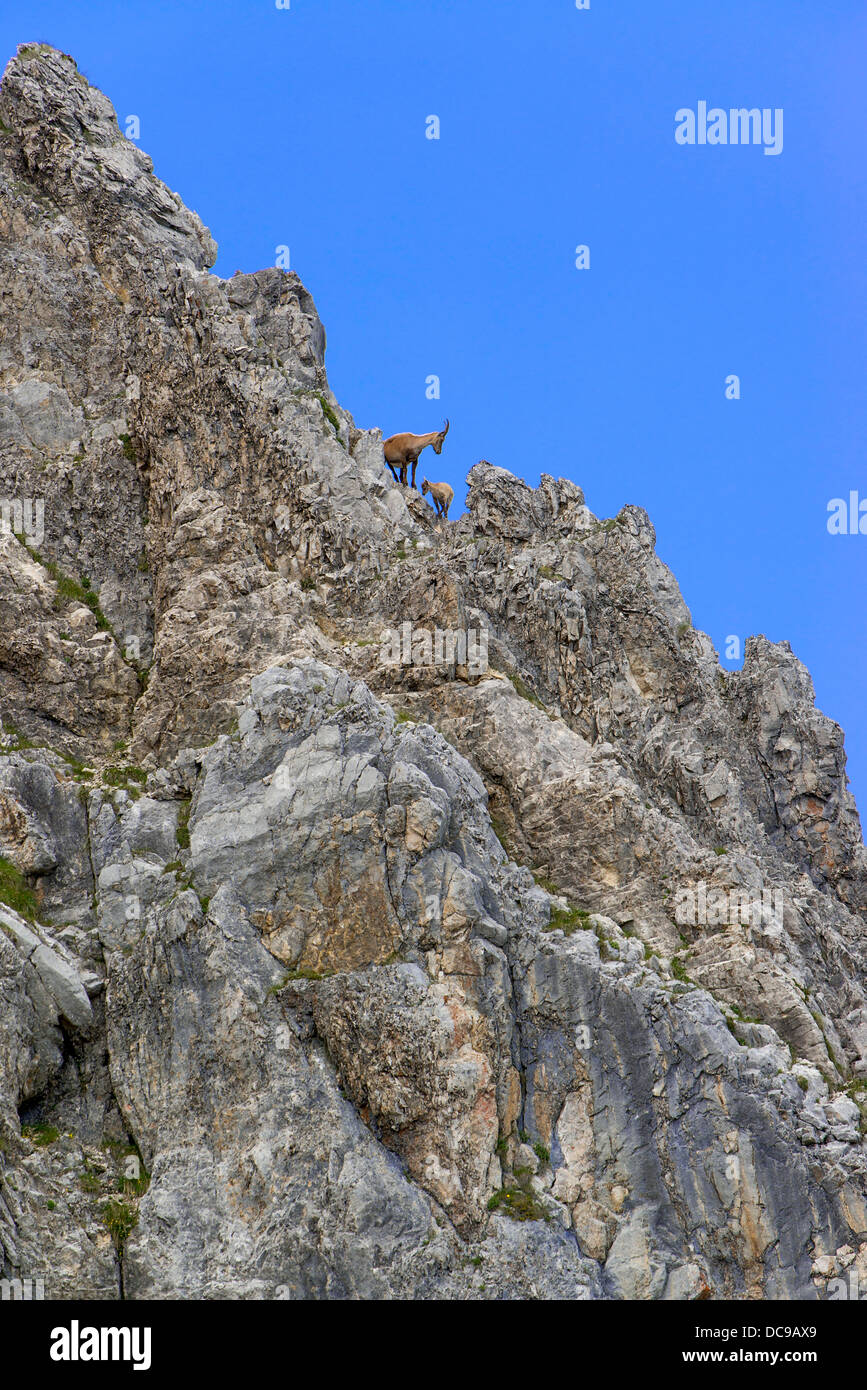 Female ibexes hi-res stock photography and images - Alamy