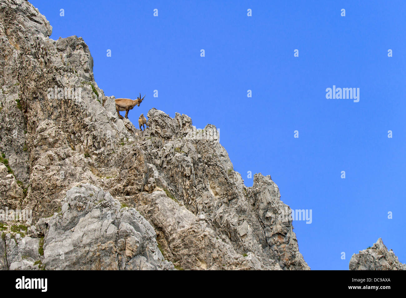 Steinbock capra steinbock steinbock hi-res stock photography and images ...