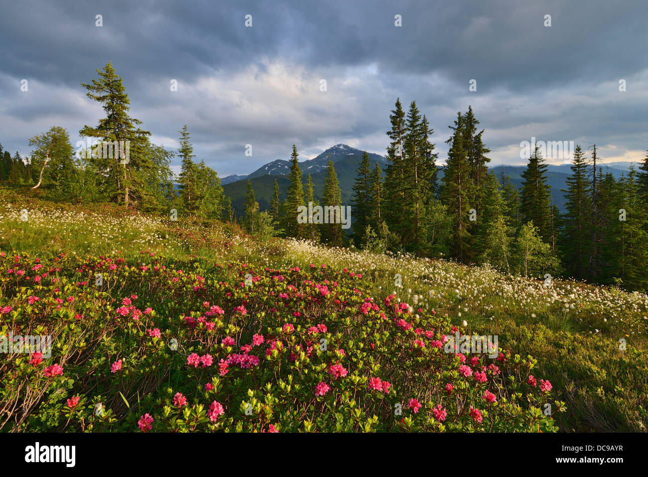 Rose rhododendrons hi-res stock photography and images - Alamy