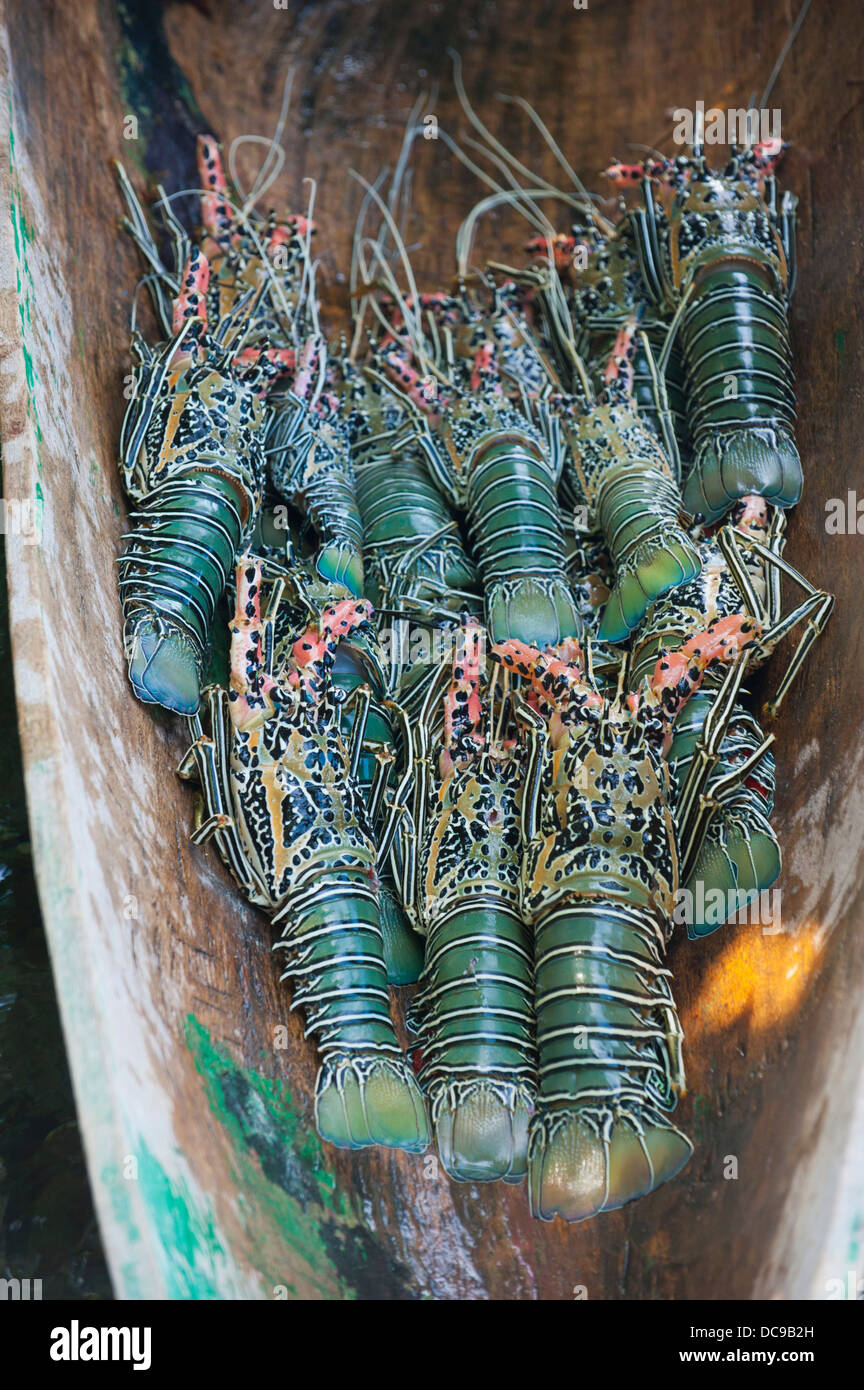 Nephropidae High Resolution Stock Photography and Images - Alamy