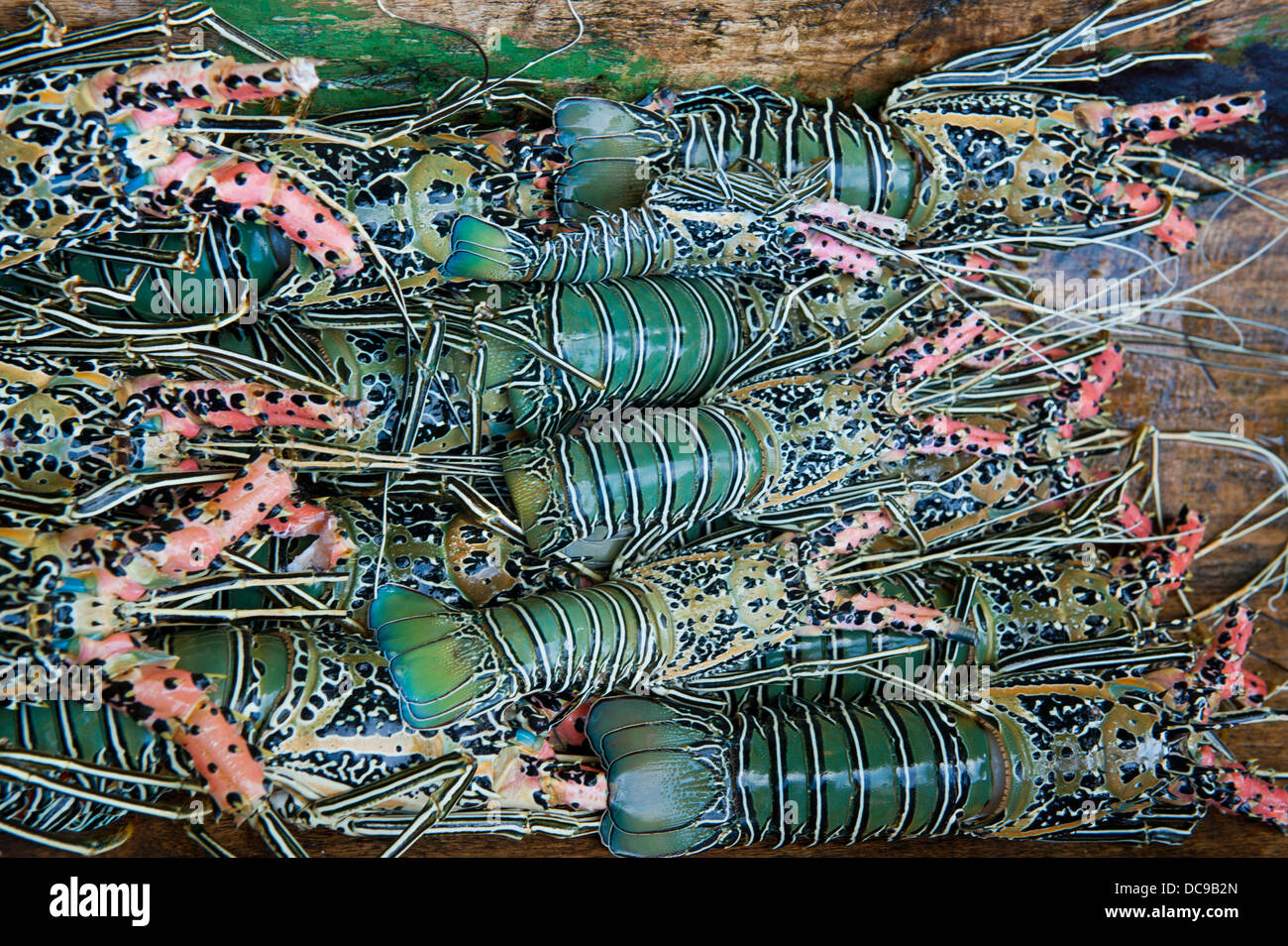 Nephropidae hi-res stock photography and images - Alamy