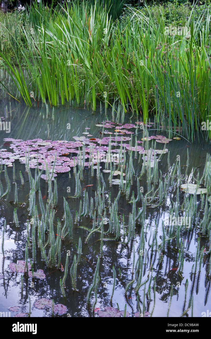 Pond with `Acorus calamus` Stock Photo - Alamy
