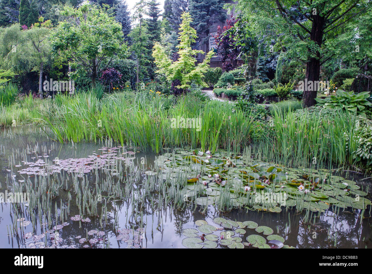 Pond with `Acorus calamus` Stock Photo - Alamy