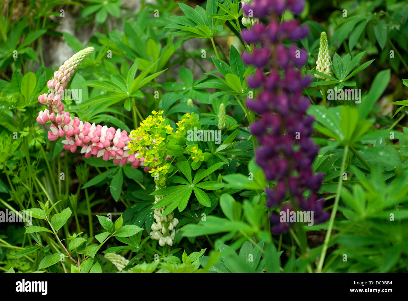 Twisting plants hi-res stock photography and images - Alamy