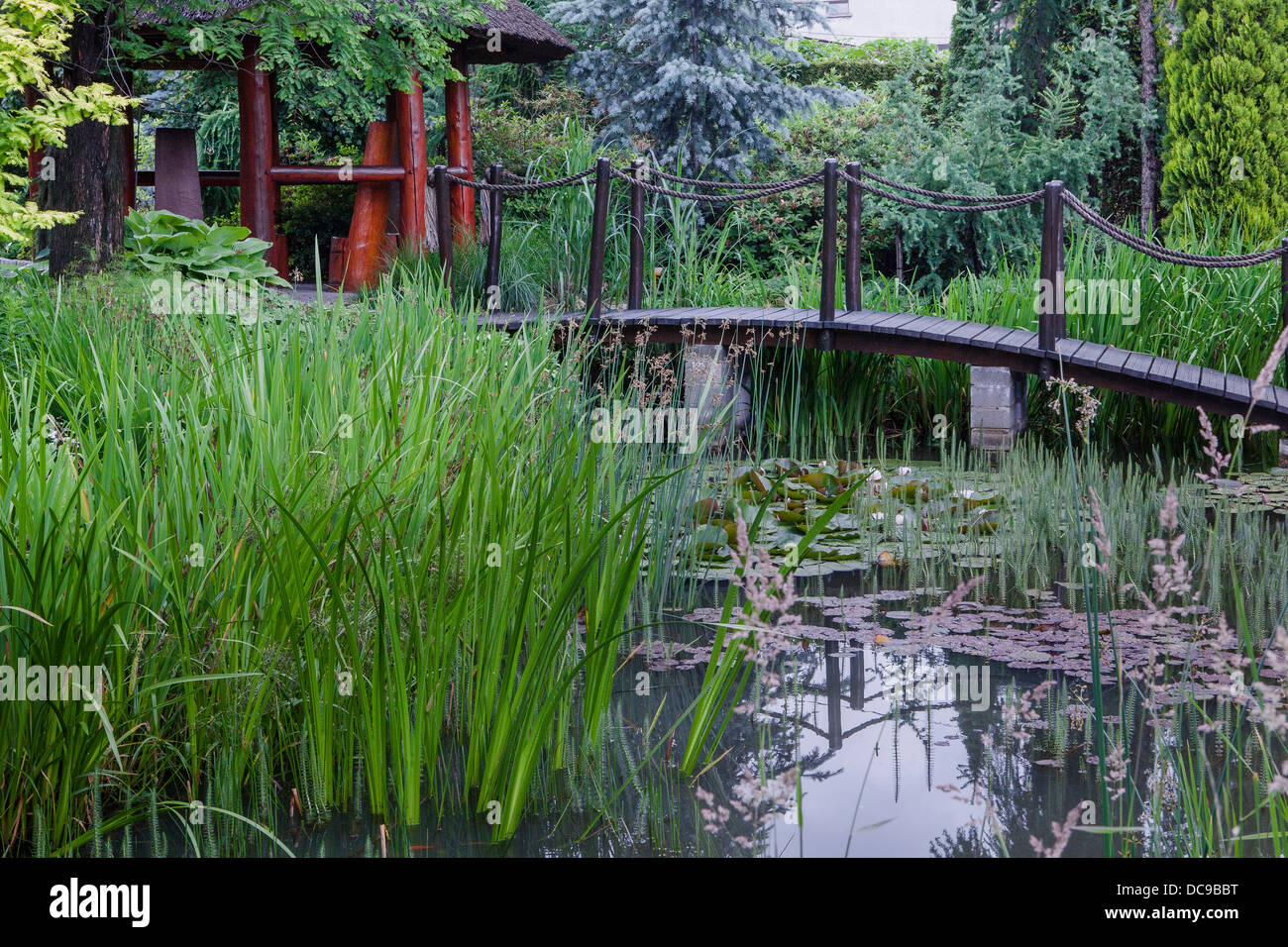 Acorus calamus hi-res stock photography and images - Alamy