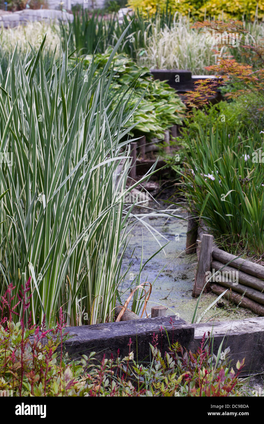 Acorus calamus `Variegatus` Stock Photo - Alamy