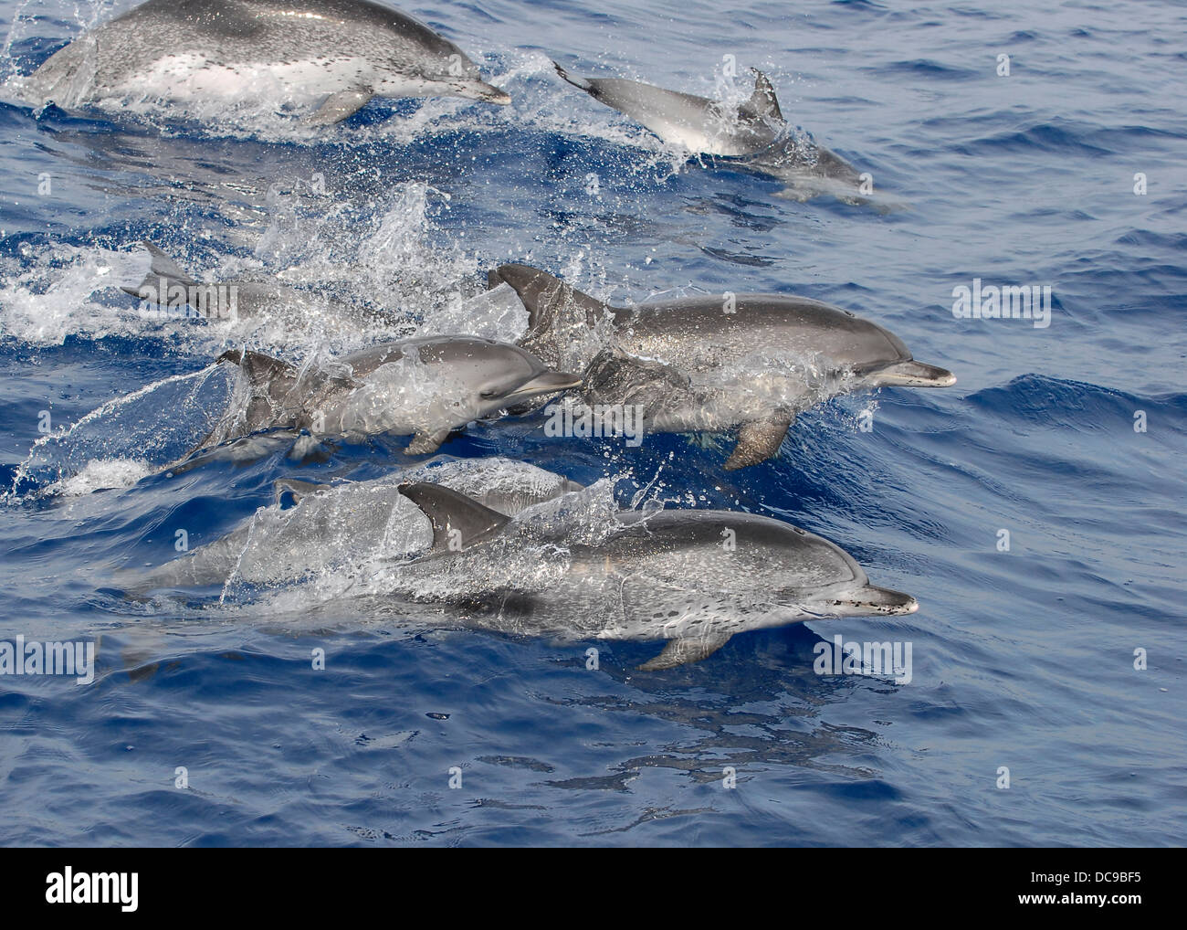 Pantropical hi-res stock photography and images - Alamy