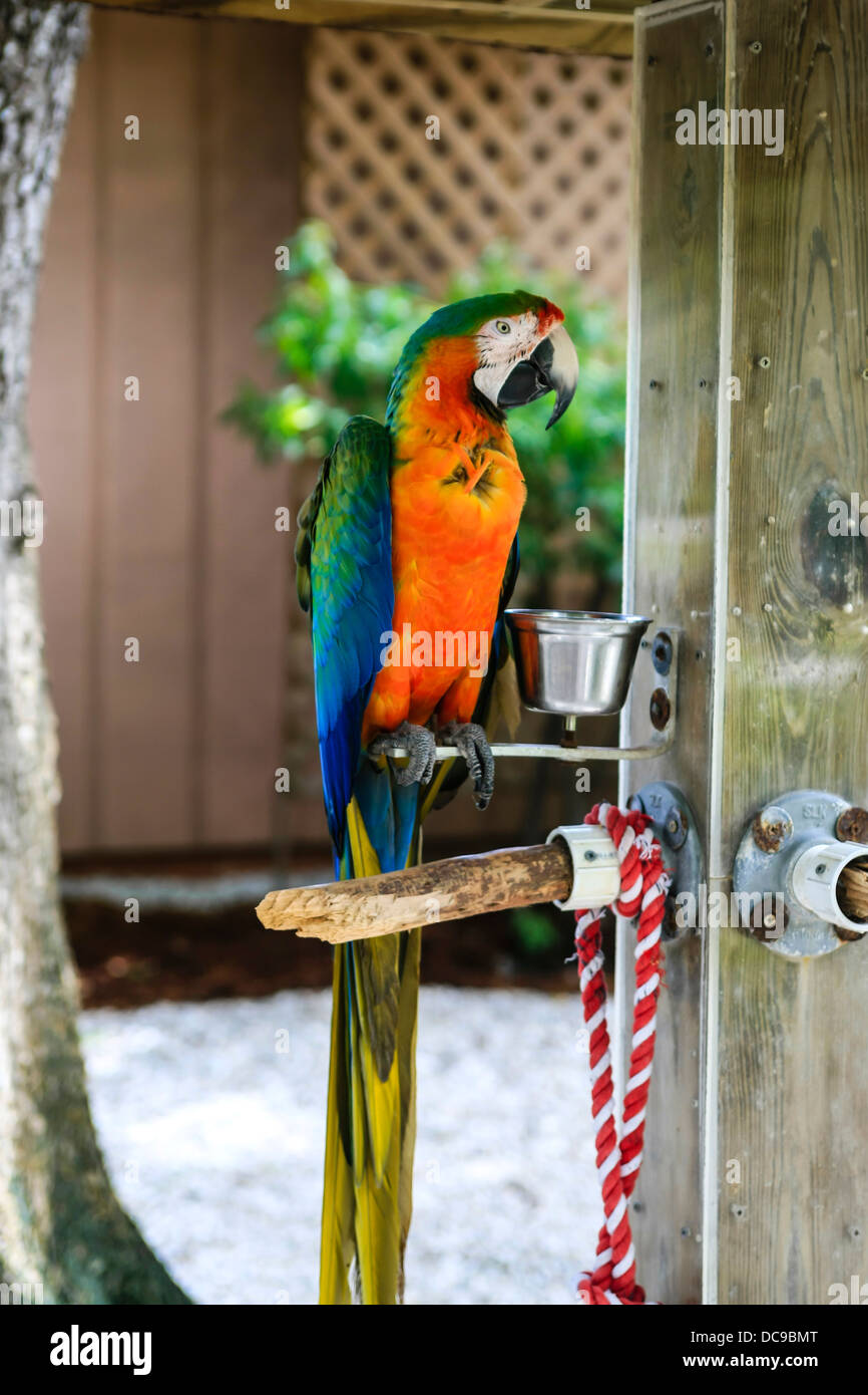 A South American Orange-chested Macaw at a tropical Jungle Gardens in ...
