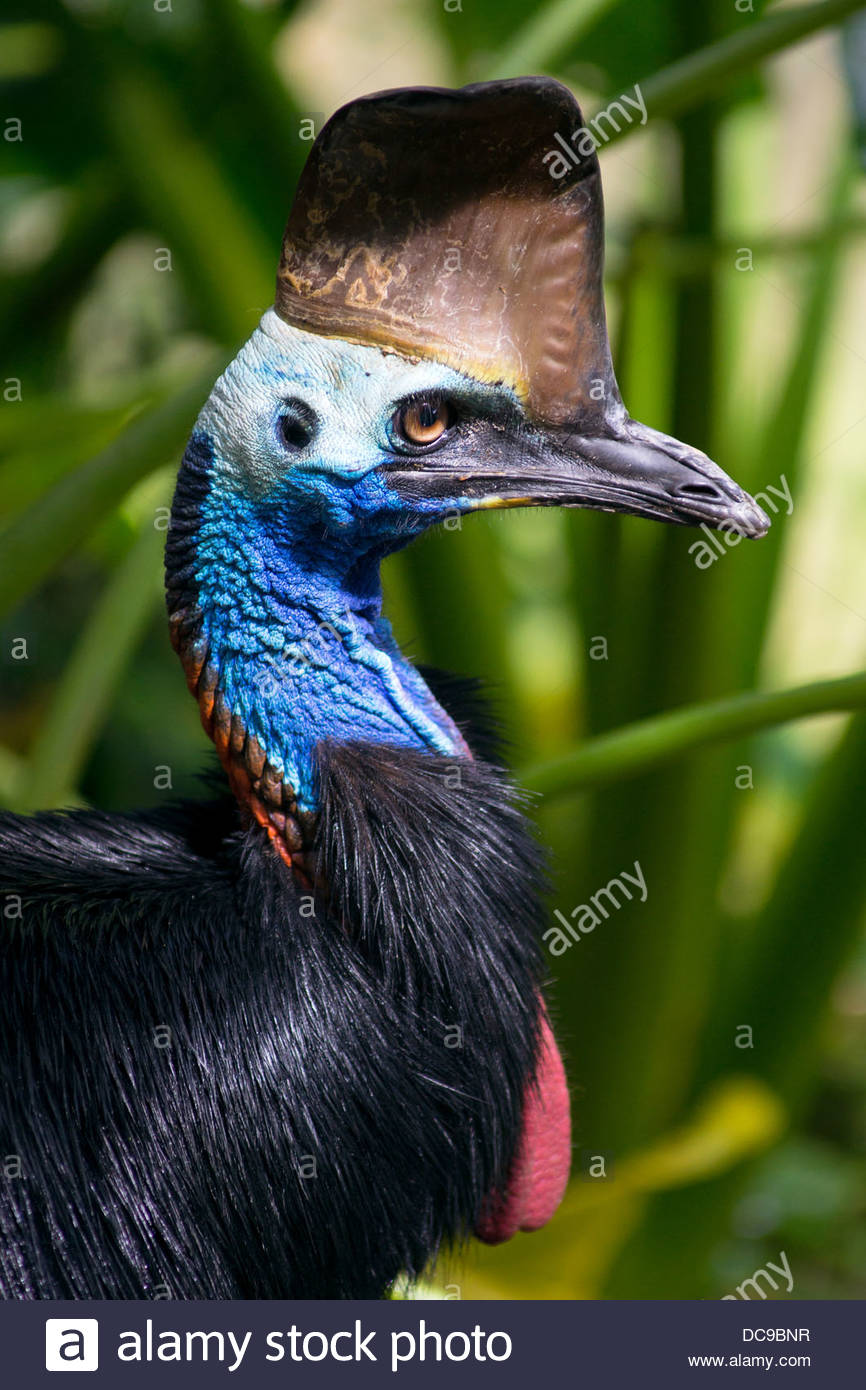 Cassowary High Resolution Stock Photography and Images - Alamy