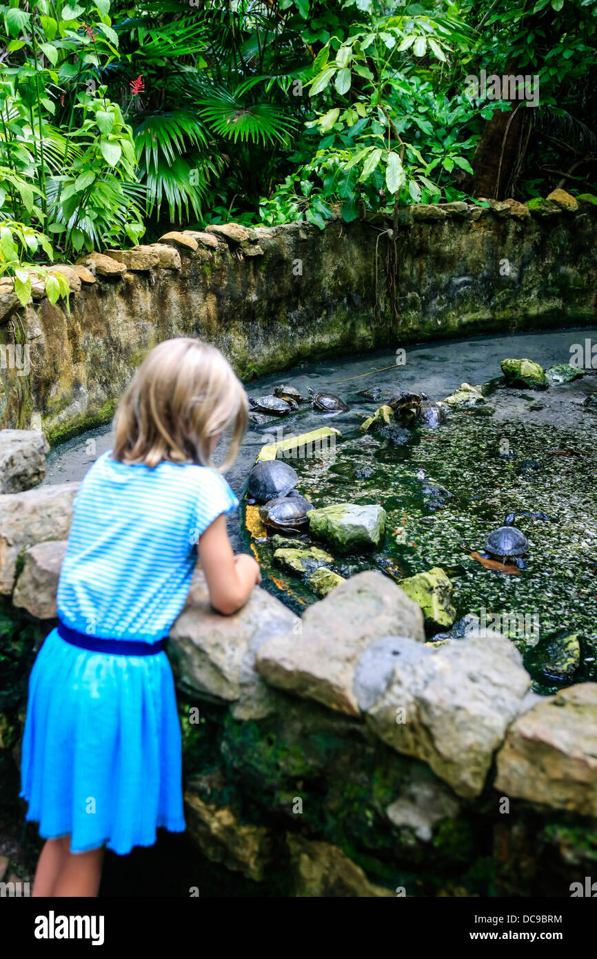 Young girl looking at a collection of Florida native Snapper Turtles in ...