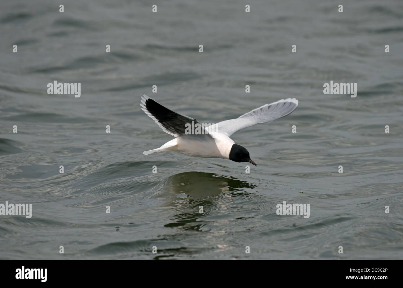 Little Gull adult summer Stock Photo - Alamy