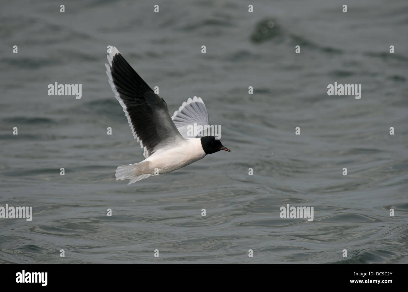 Little Gull adult summer Stock Photo - Alamy