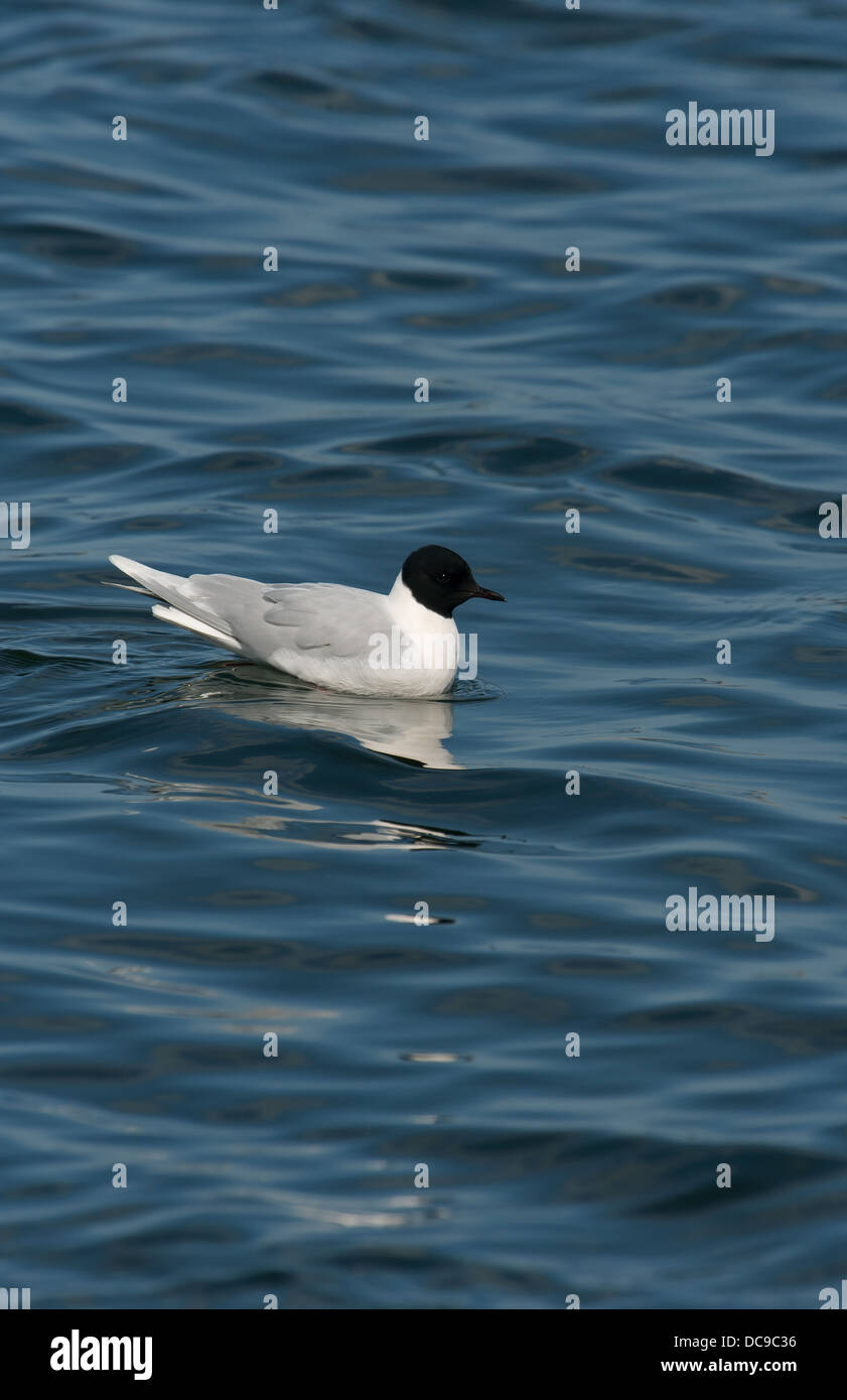 Little Gull adult summer Stock Photo - Alamy