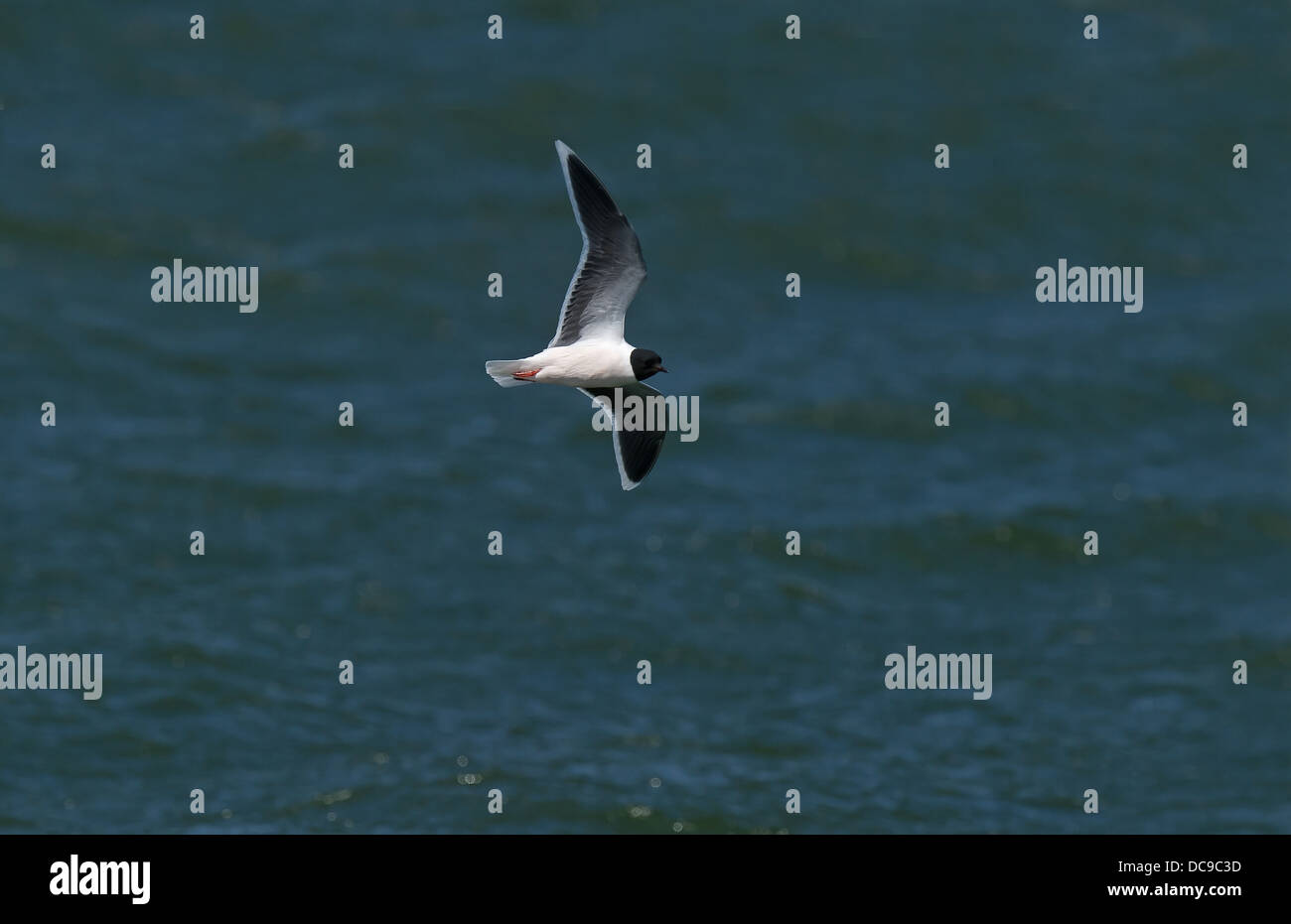 Little Gull adult summer Stock Photo - Alamy