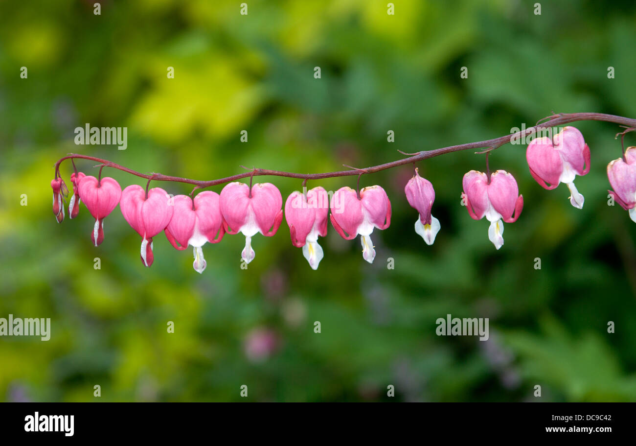 Clean view of a Dicentra flower stem with a series of pretty pink and ...