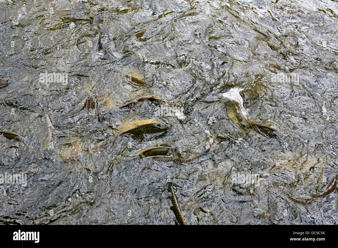 Carp in feeding frenzy hi-res stock photography and images - Alamy