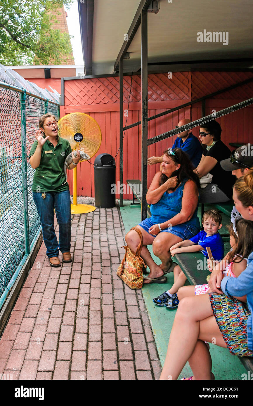 Animal handler at the Sarasota Jungle Gardens handles and talks about a ...