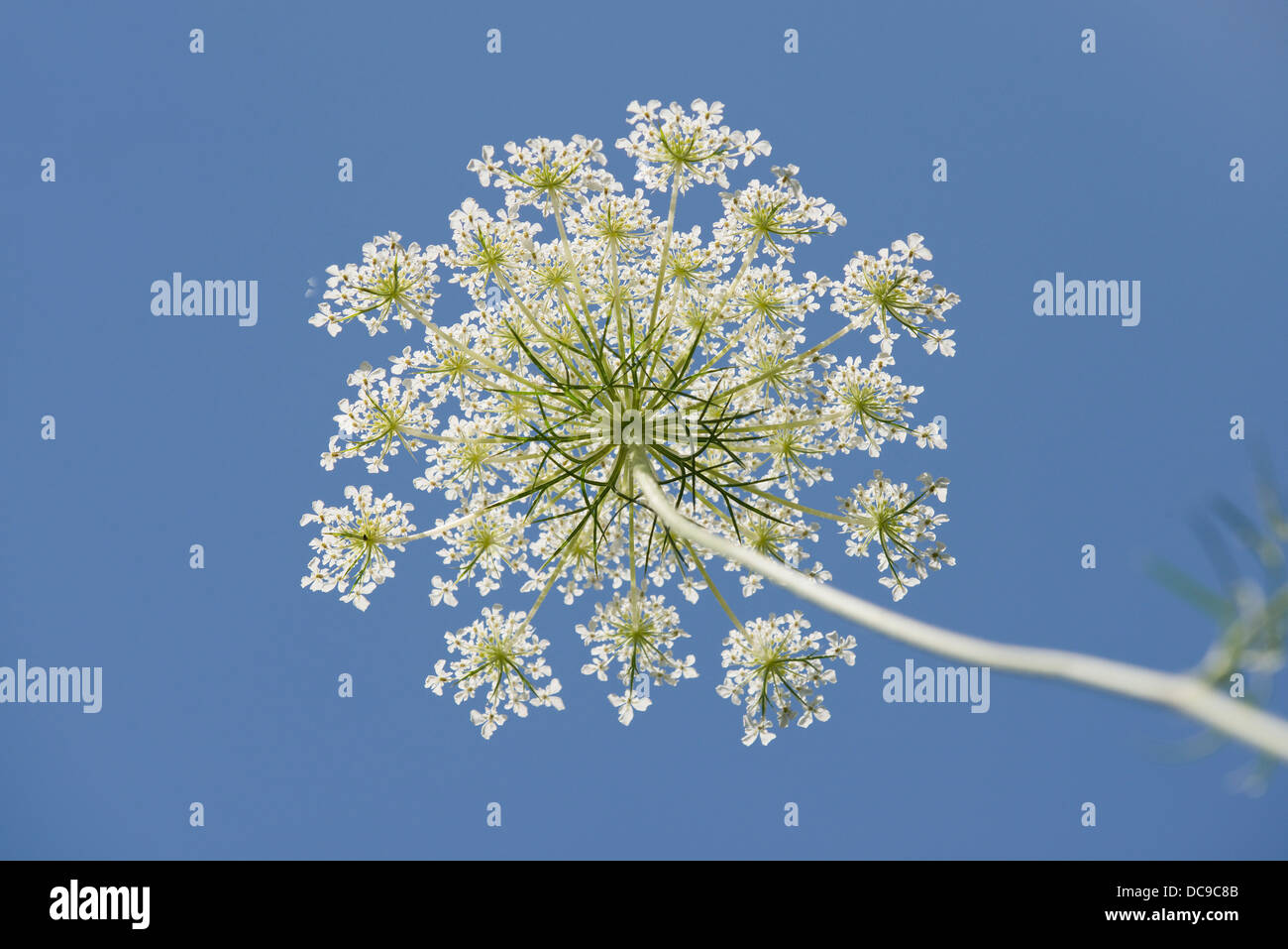 Umbelliferous plants hi-res stock photography and images - Alamy