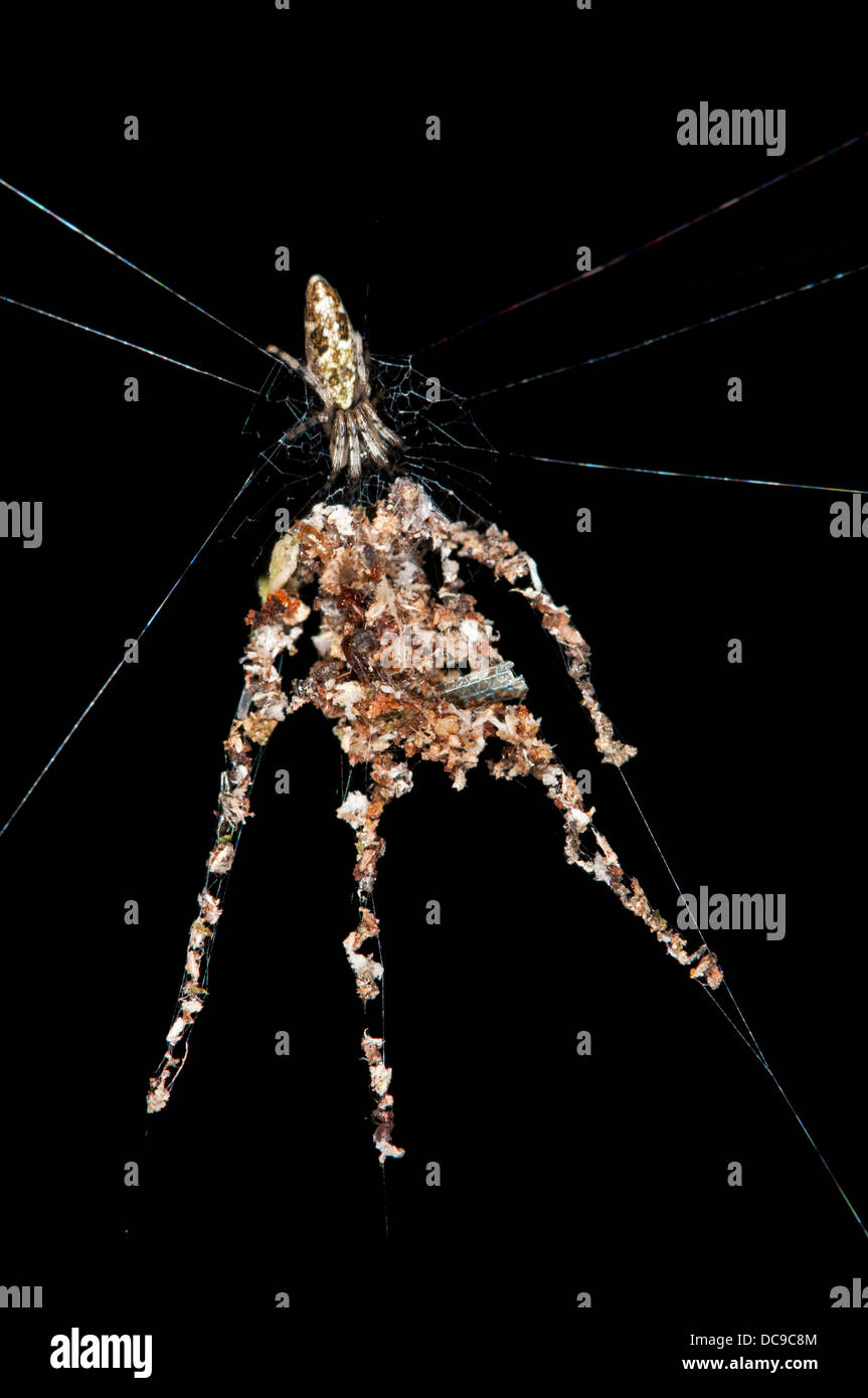 Dummy insect High Resolution Stock Photography and Images - Alamy