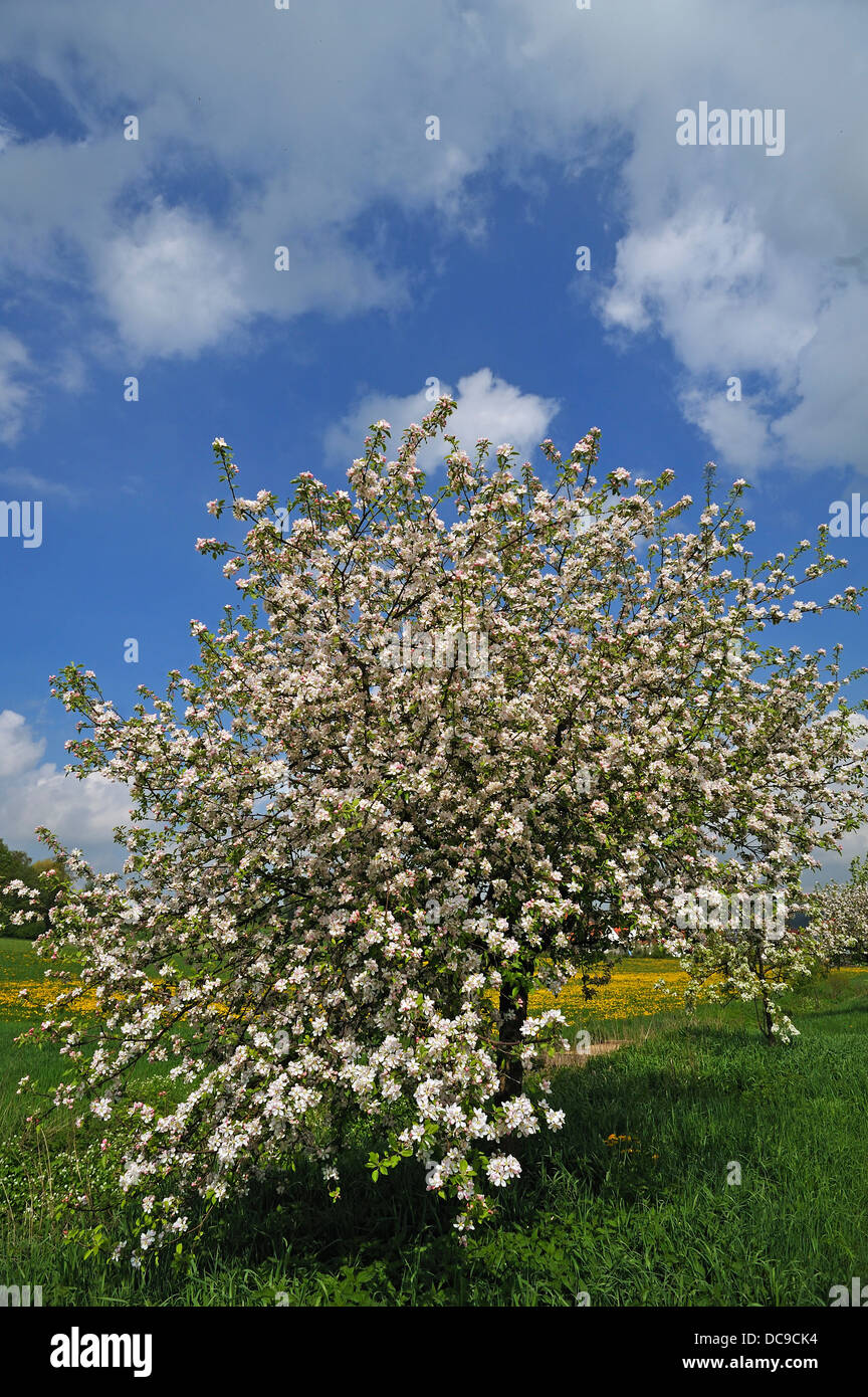 Blossoming Apple Tree (Malus domesticus) on a meadow Stock Photo - Alamy