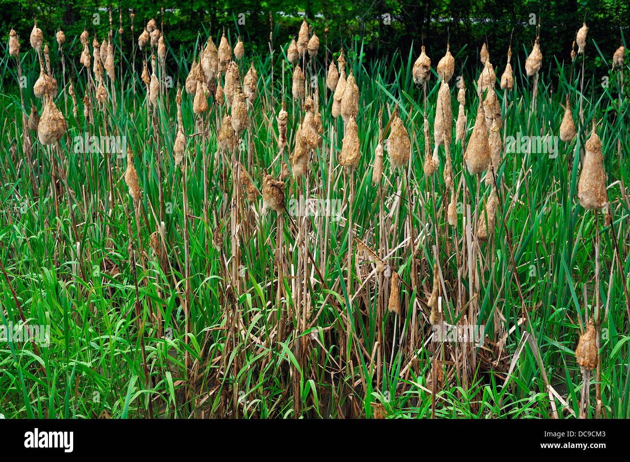 Bulrush flower hi-res stock photography and images - Alamy
