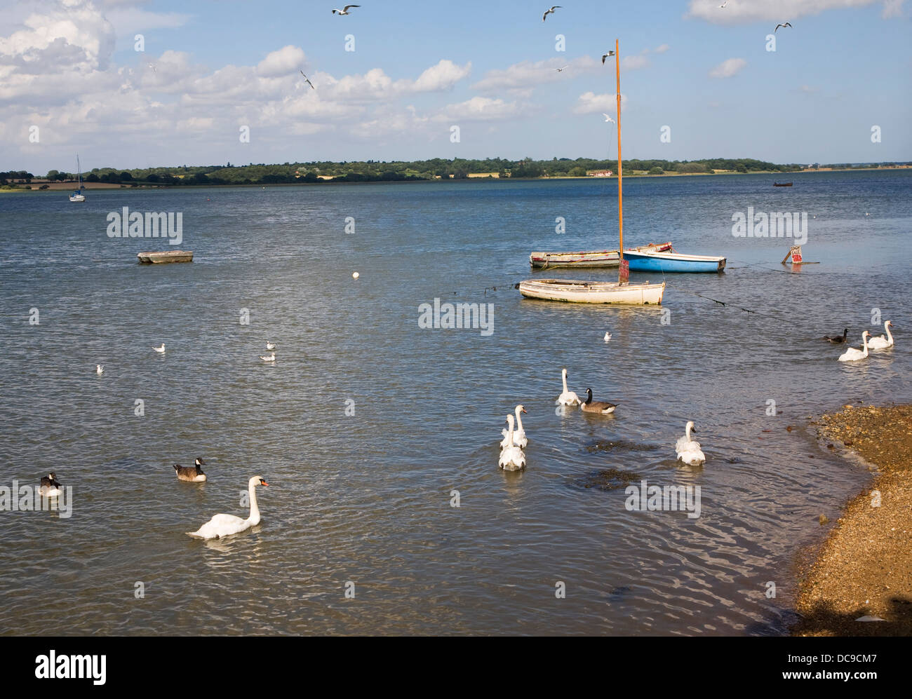 Swans River Stour Mistley, Essex, England Stock Photo - Alamy