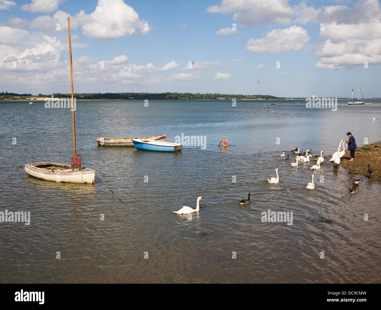 Swans River Stour Mistley, Essex, England Stock Photo - Alamy