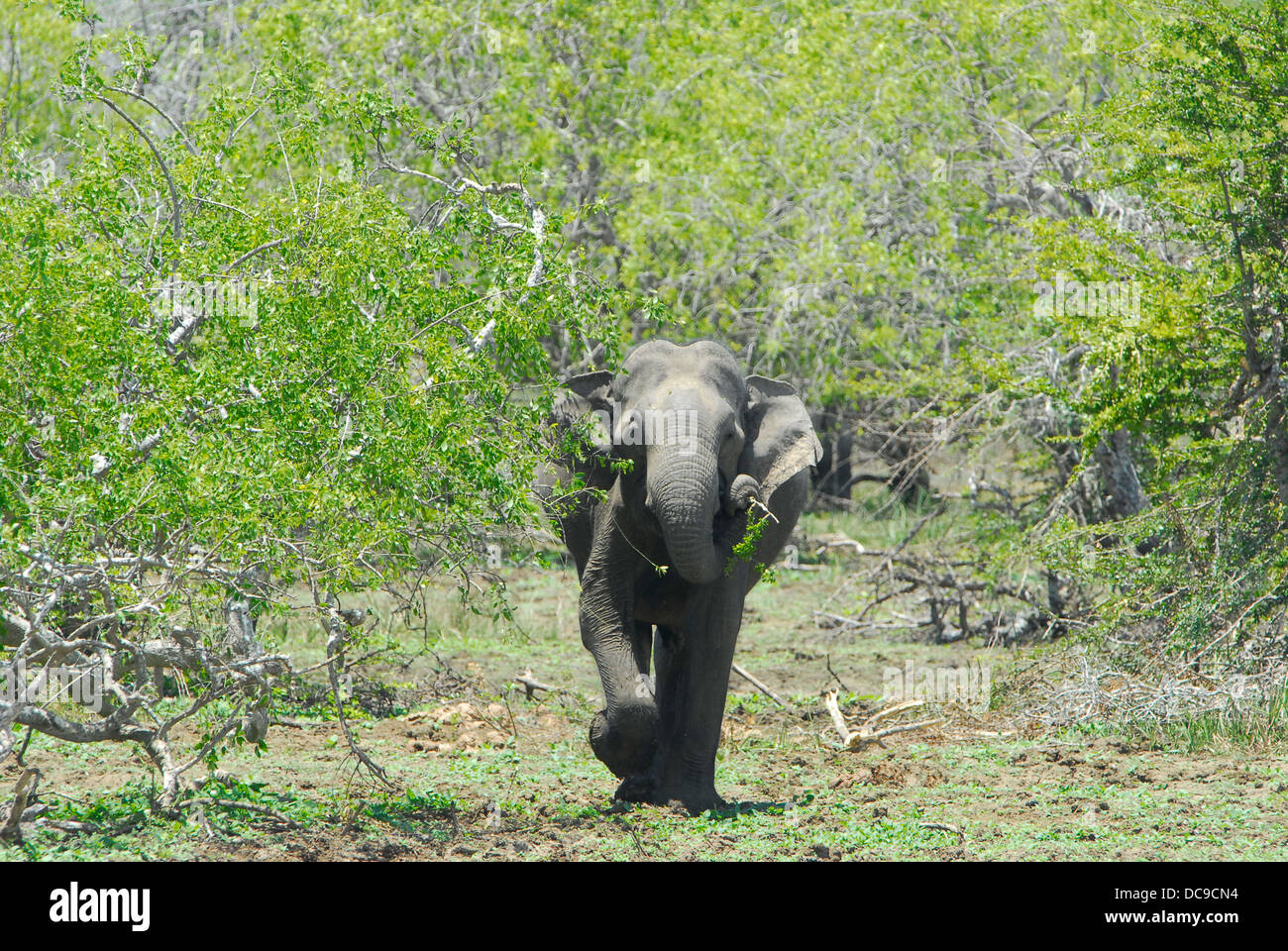 Elephants yala national park hi-res stock photography and images - Alamy