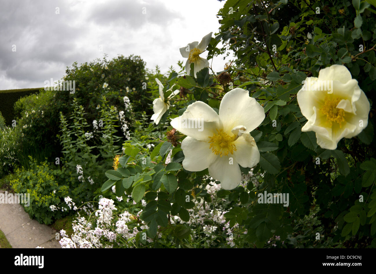 Pretty climbing roses in the white garden of Cawdor castle in Scotland ...