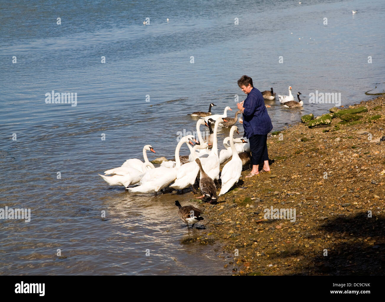 Woman feeding swan hi-res stock photography and images - Alamy