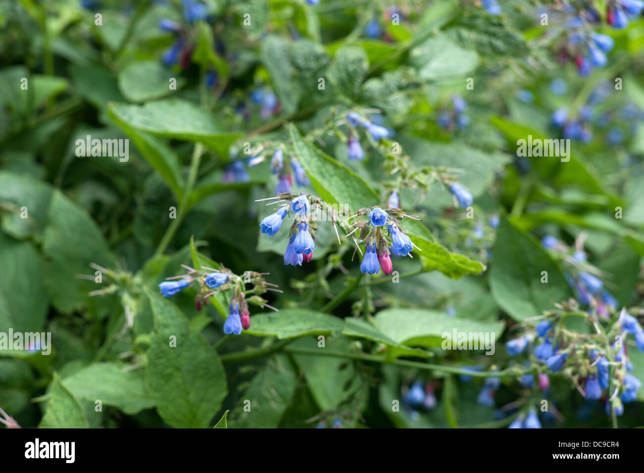 Flowers and leaves of the comfrey plant Stock Photo - Alamy